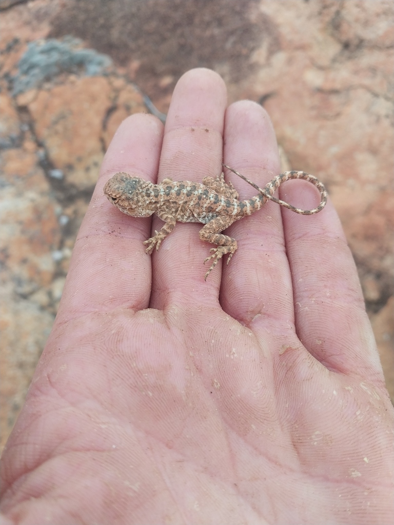 Ring-tailed Dragon in June 2023 by Bryce Van der Heide · iNaturalist
