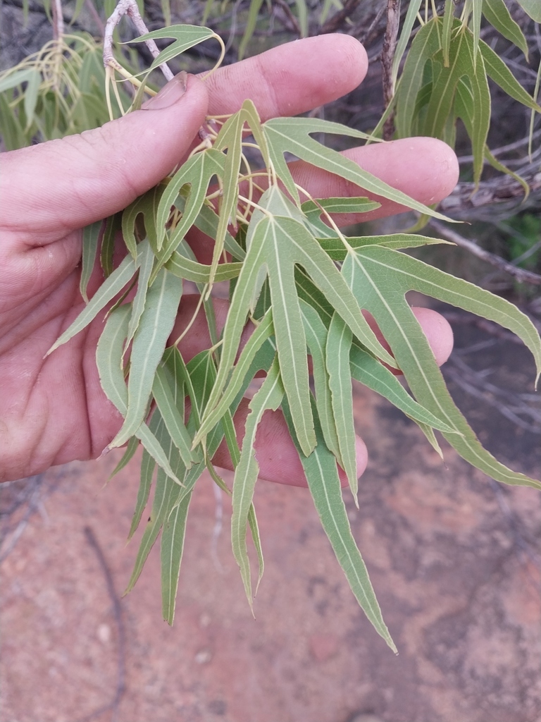Desert Kurrajong from Paynes Find WA 6612, Australia on June 21, 2023 ...