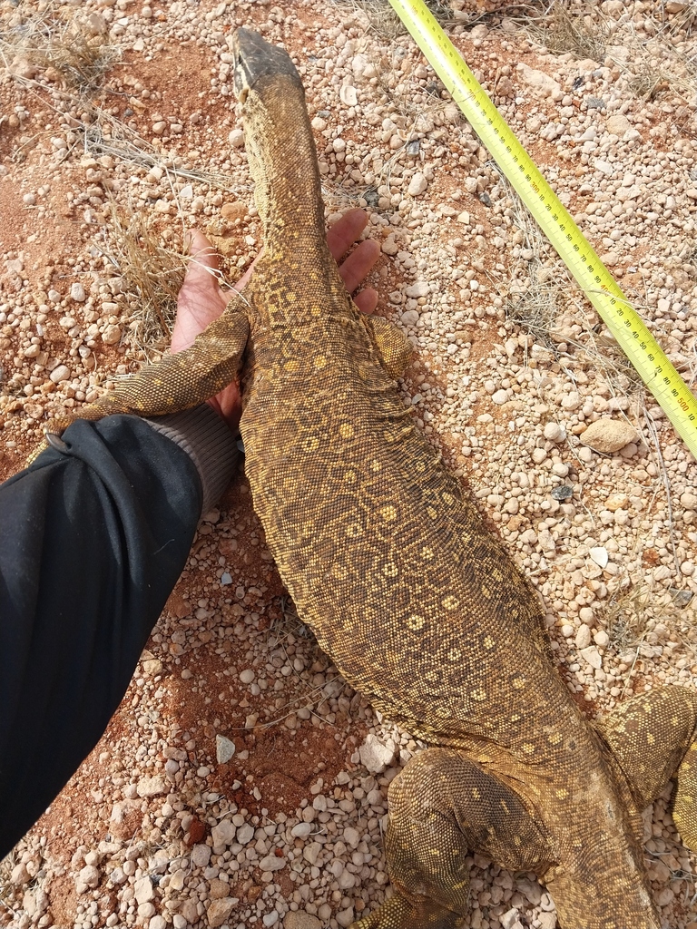 Western Argus Monitor from Hamelin Pool WA 6532, Australia on June 24 ...