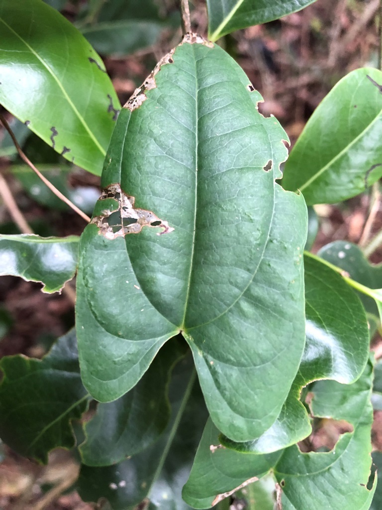 Common Yam Vine from Redbank Creek QLD 4312, Australia on July 6, 2023 at 12:54 PM by Martin ...