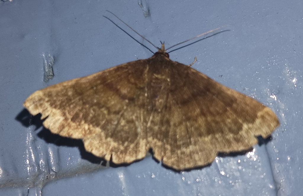 Underwing, Tiger, Tussock, and Allied Moths from Kausani, District ...