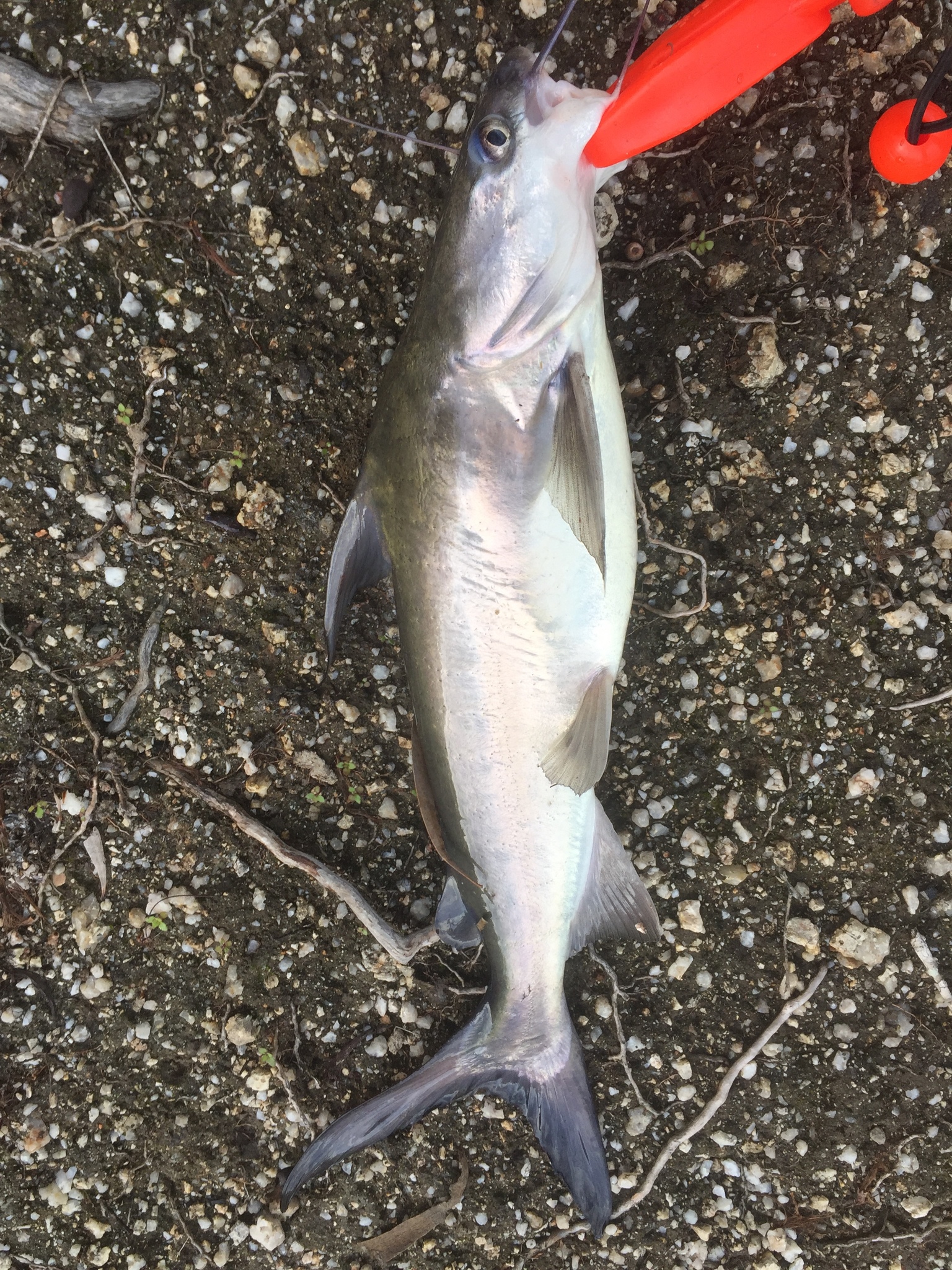 Neoarius berneyi (Whitley, 1941)