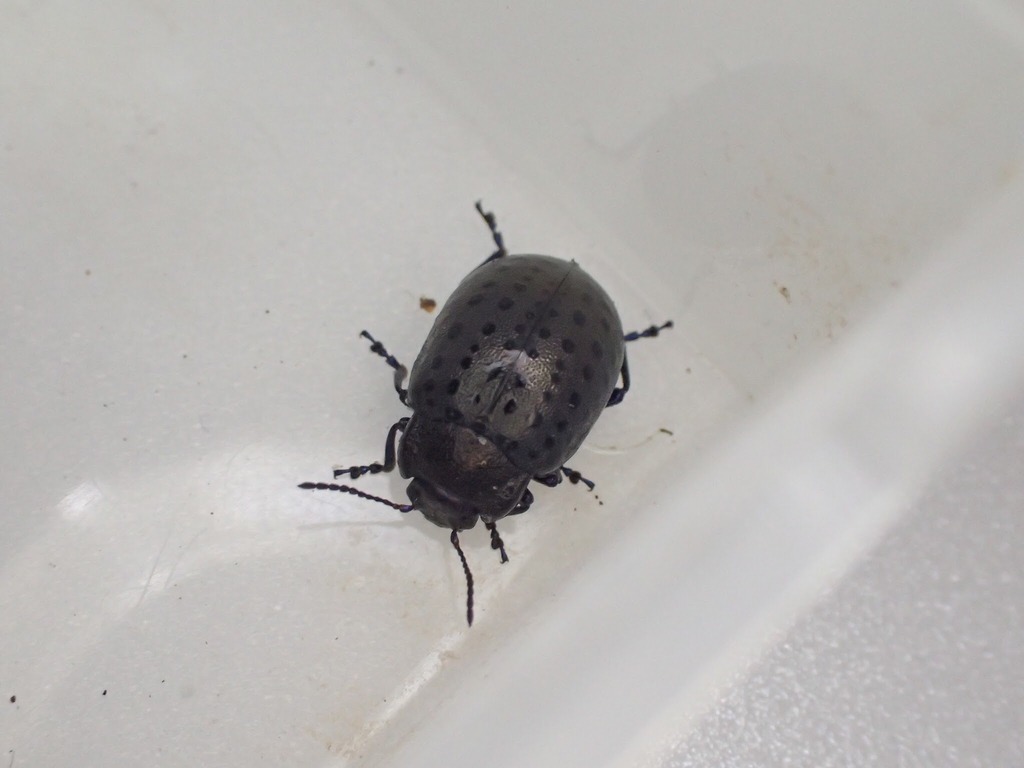 Chrysolina exanthematica in September 2017 by renshuchu · iNaturalist