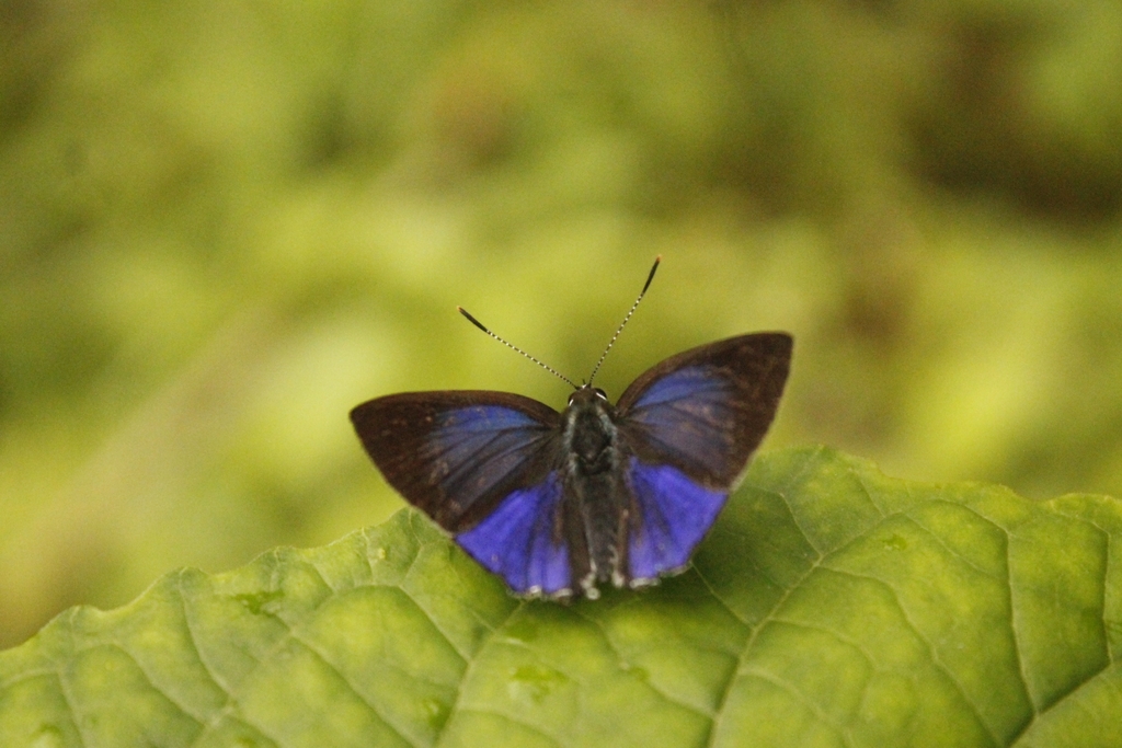 Slate Flash from 8HGW+Q9C, Upper Tadong, Tadong, Gangtok, Sikkim 737102 ...