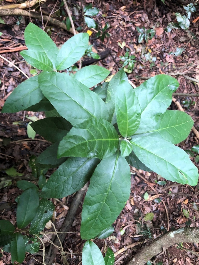 Claoxylon australe from Redbank Creek QLD 4312, Australia on July 6 ...