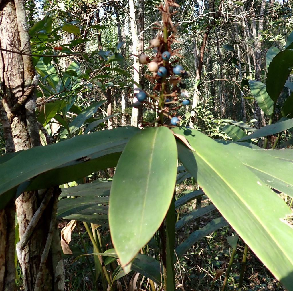 Native Ginger from Nerang Forest Reserve QLD, Australia on June 25 ...