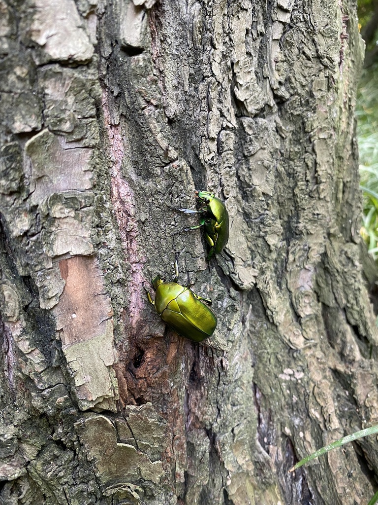 Japanese Drone Beetle from 杜甫草堂博物馆, 成都市, 四川省, CN on July 8, 2023 at 10: ...