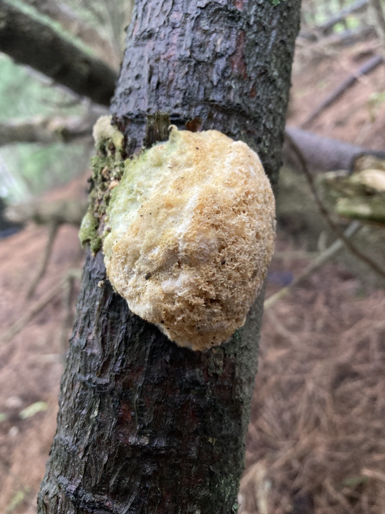 Dog Vomit Slime Mold from Cashmere, Christchurch, New Zealand on July 8 ...