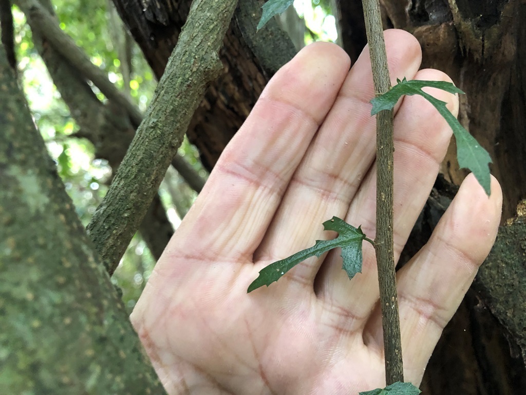 whalebone tree from Redbank Creek QLD 4312, Australia on July 6, 2023 ...
