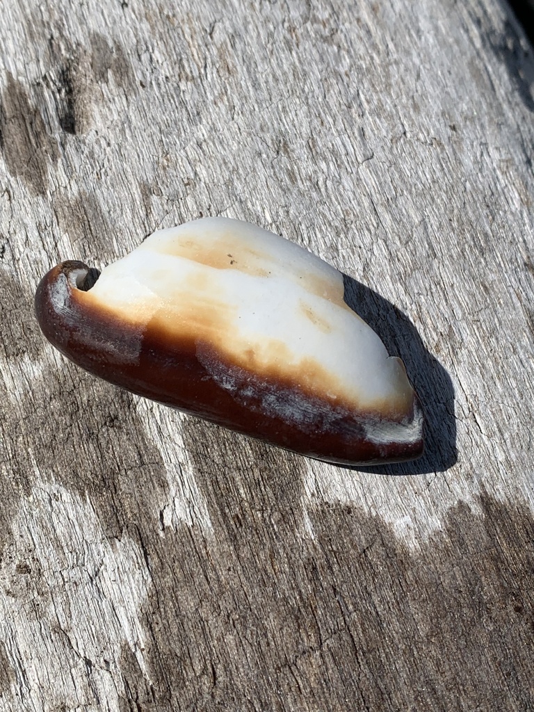 Mole Cowrie from Daintree National Park, Cape Tribulation, QLD, AU on ...