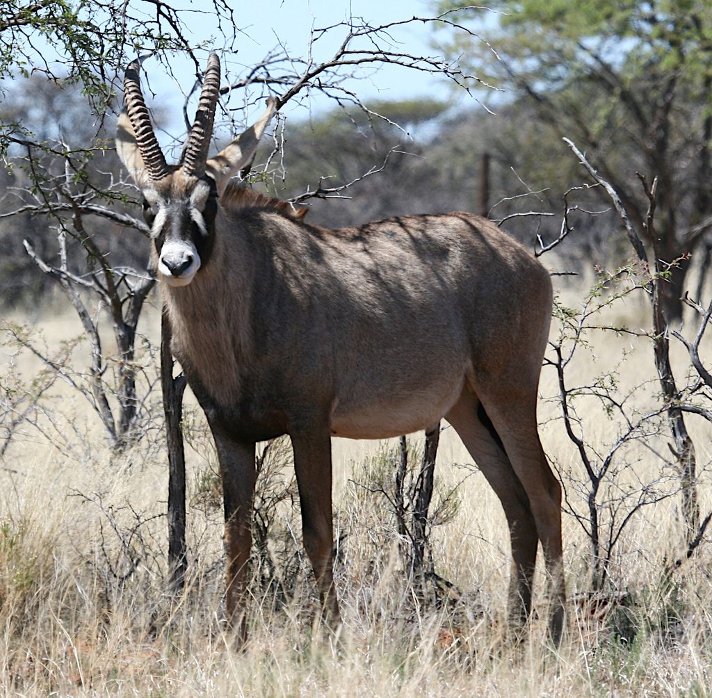Southern Roan Antelope from Mokala NP, Pixley ka Seme District ...