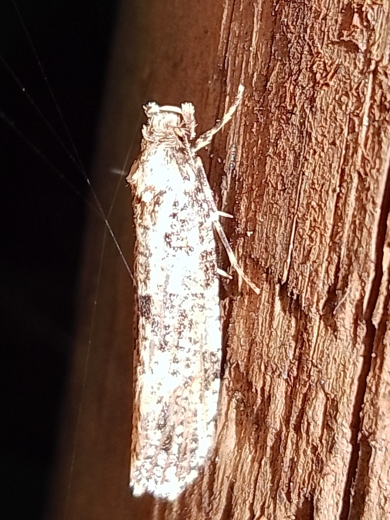 Large Clothes Moth from Себеж, Псковская обл., Россия on July 8, 2023 ...