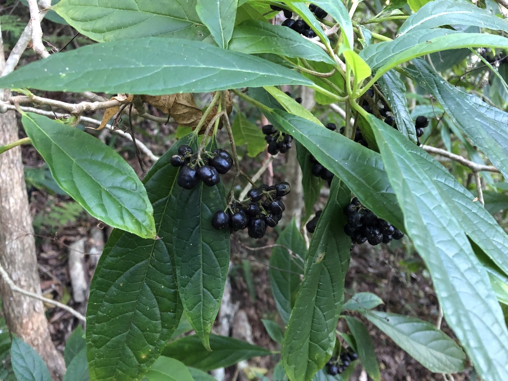 Native Hydrangea from Hyland Park, NSW, AU on June 29, 2023 at 03:45 PM ...