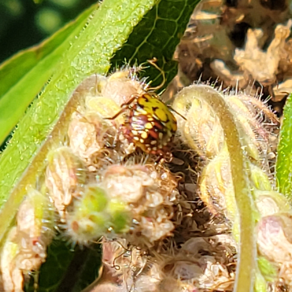 Southern Green Stink Bug from Hillman City, Seattle, WA 98118, USA on ...
