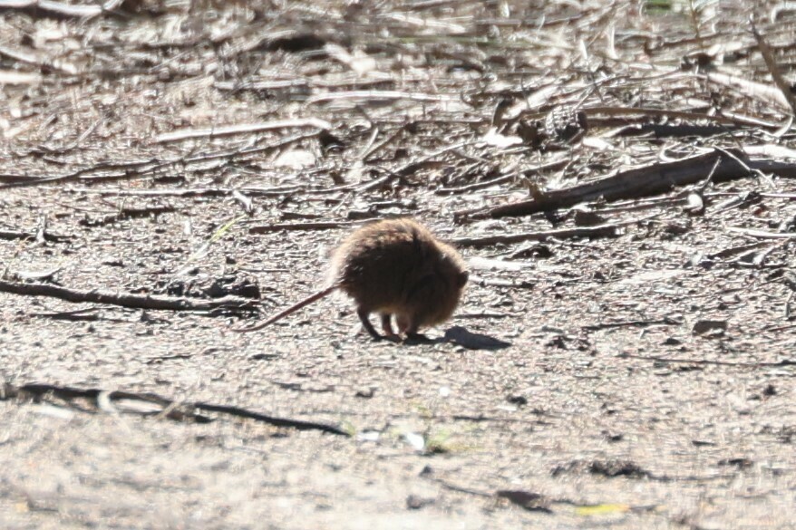 Australian Swamp Rat from Royal Nat'l Park NSW 2233, Australia on July ...