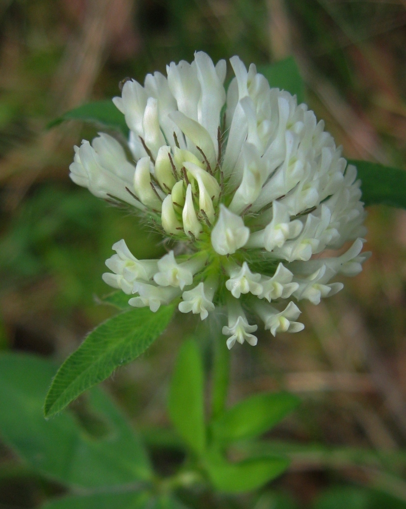 Red Clover from Tweed, ON, Canada on September 20, 2014 at 12:53 PM by ...