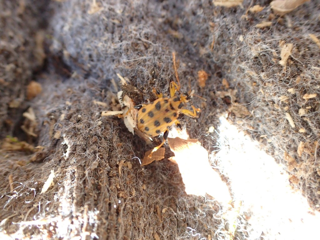 Agomadaranus pardalis in November 2017 by renshuchu · iNaturalist