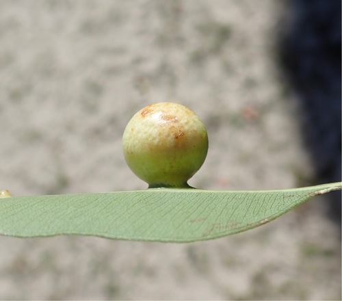 Genus Ascelis · iNaturalist