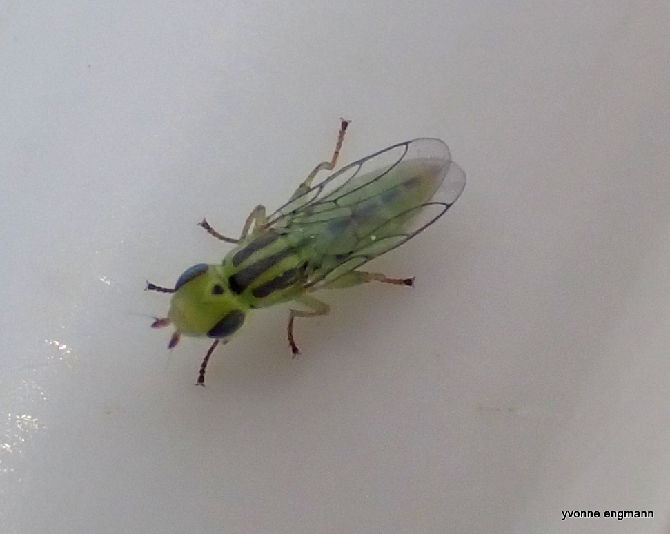 Meromyza from 4700 Næstved, Danmark on July 7, 2023 at 09:16 AM by ...