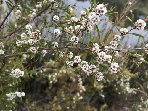 Taxandria linearifolia (Walpole Wilderness Peat Flora ) · iNaturalist