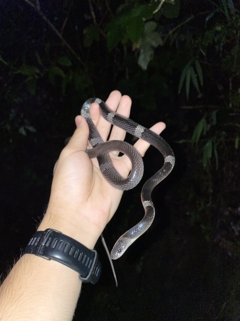 Malayan Banded Wolf Snake in June 2023 by alexericsonlee · iNaturalist