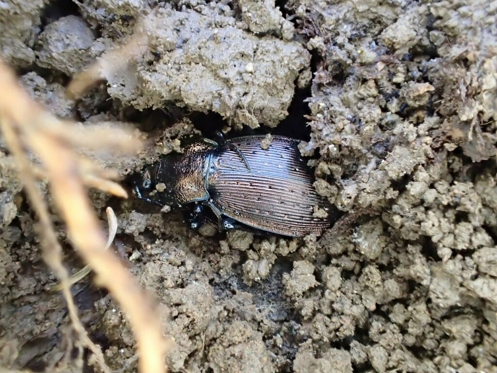 Carabus albrechti okumurai in November 2017 by renshuchu · iNaturalist