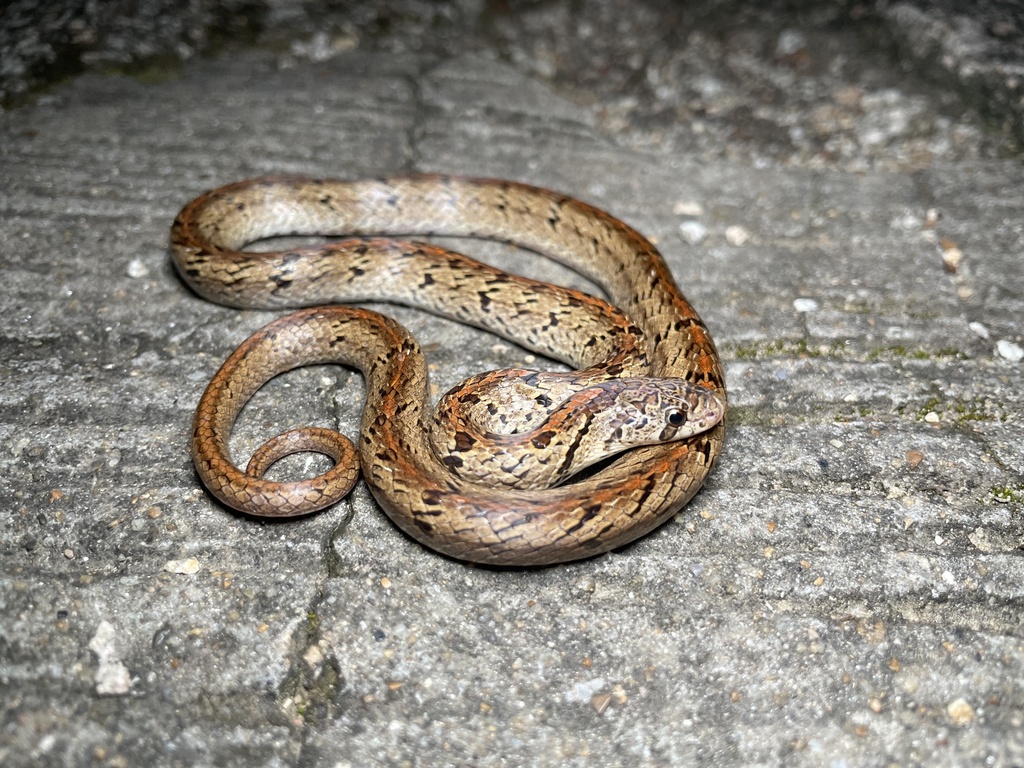 Taiwan Kukri Snake in June 2023 by alexericsonlee · iNaturalist