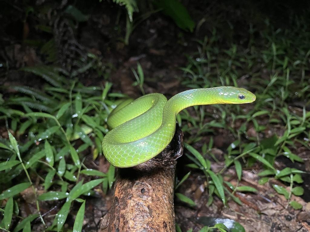 Chinese Green Snake in July 2023 by alexericsonlee · iNaturalist