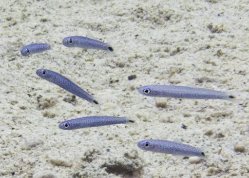 Spottail Dartfish from Christmas Island on July 1, 2023 at 04:36 PM by ...