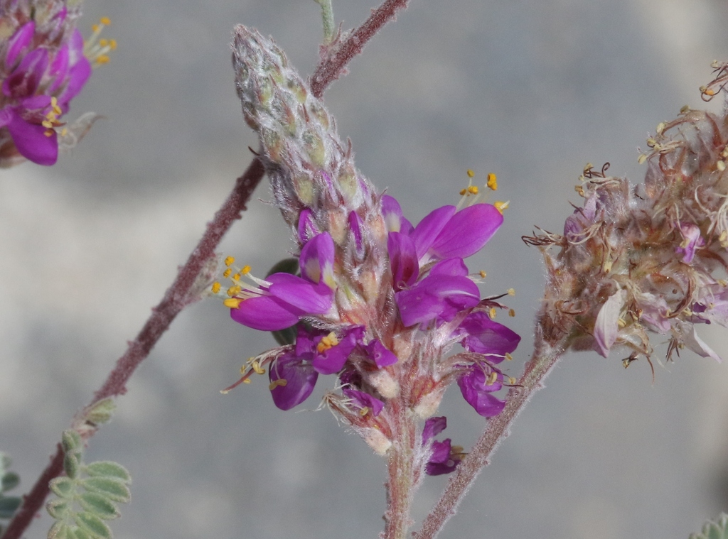 Silver Prairie Clover from San Quintín, B.C., Mexico on June 1, 2023 at ...