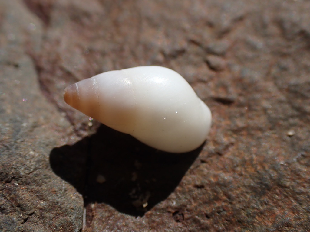 yellow-coated clusterwink from Arrawarra NSW 2456, Australia on July 8 ...