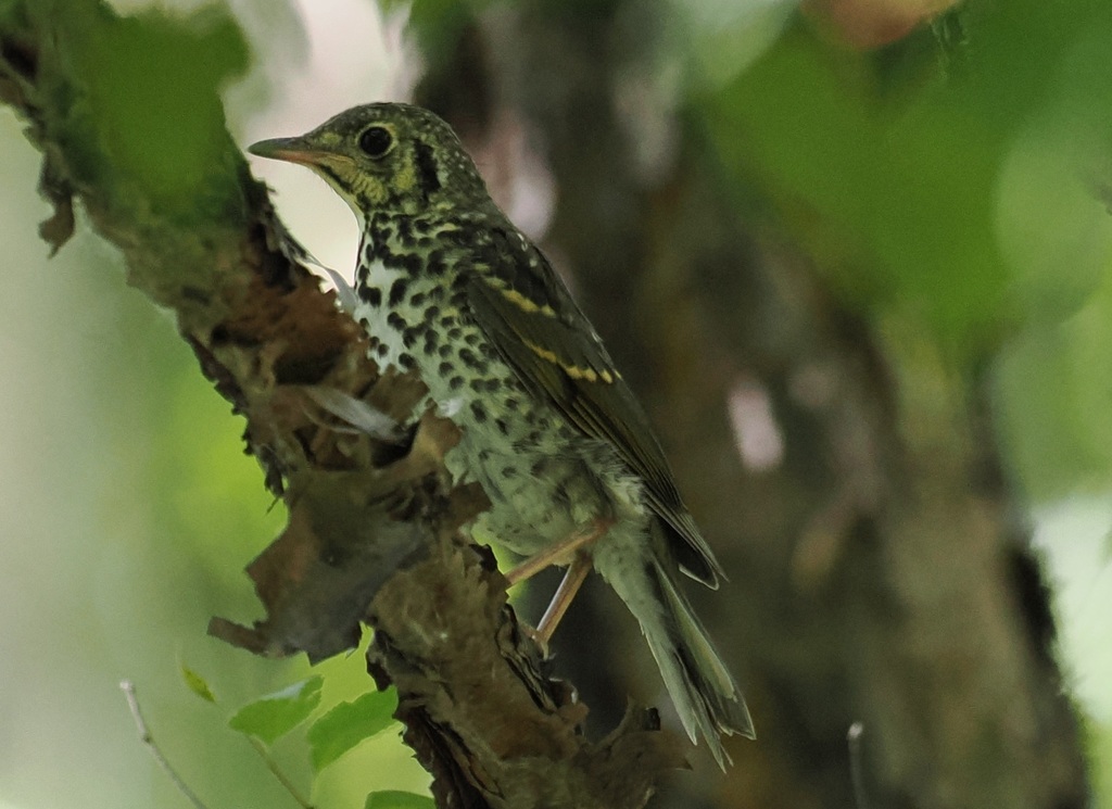 Chinese Thrush in July 2023 by 茶棚 · iNaturalist
