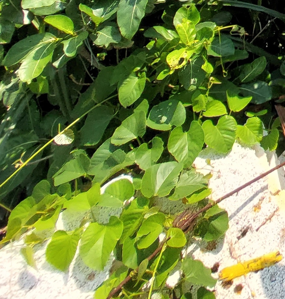 Turpeth from 952台灣台東縣蘭嶼鄉 on April 6, 2023 at 11:23 AM by 胡正恆(Jackson Hu ...