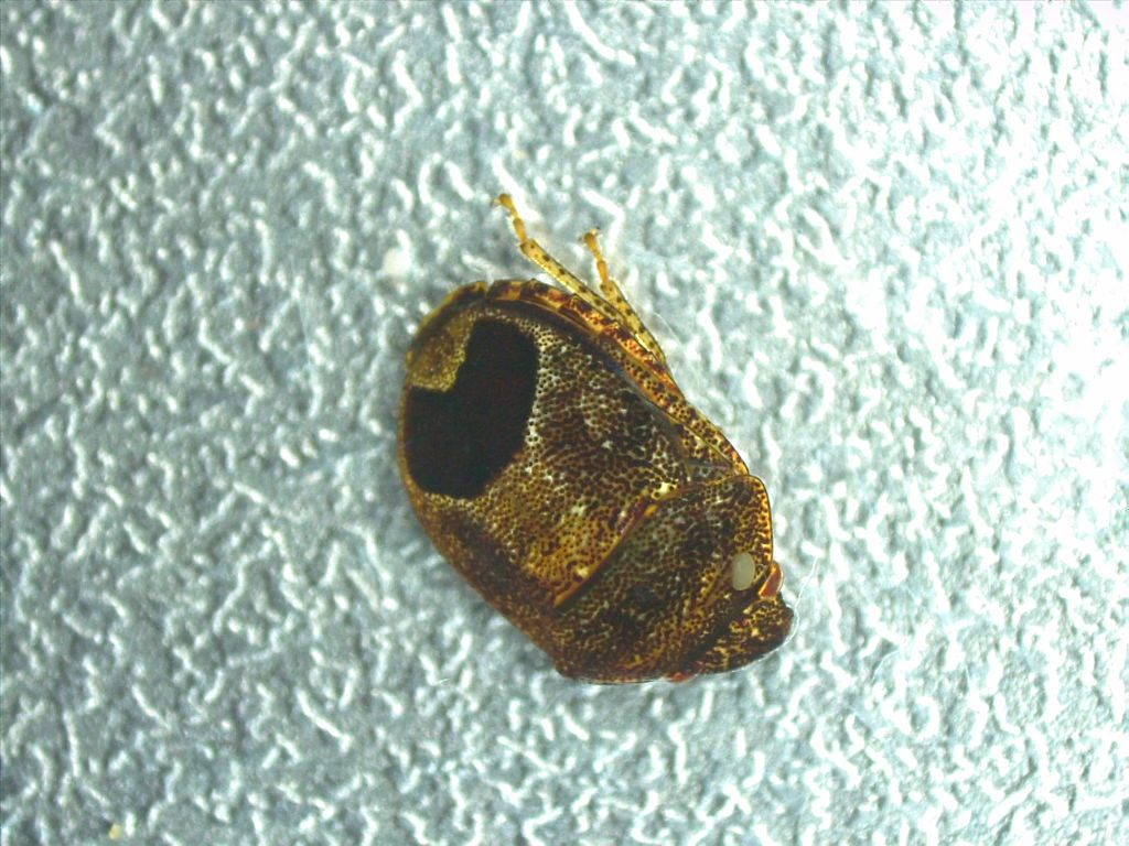 Symphylus caribbeanus from Constanza, Dominican Republic on June 22 ...