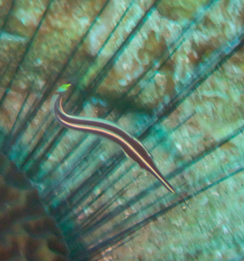 Striped Clingfish from Wreck, Ko Tao, Surat Thani, Thailand on July 8 ...