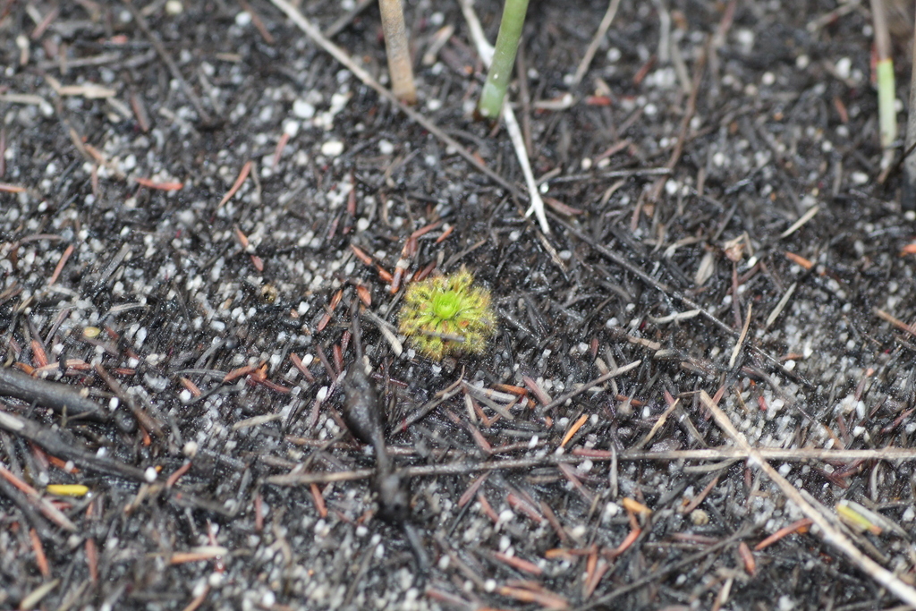 Drosera patens in June 2023 by Em Lamond · iNaturalist