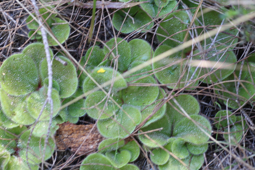 Red Ink Sundew from Perth WA, Australia on June 30, 2023 at 01:38 PM by ...