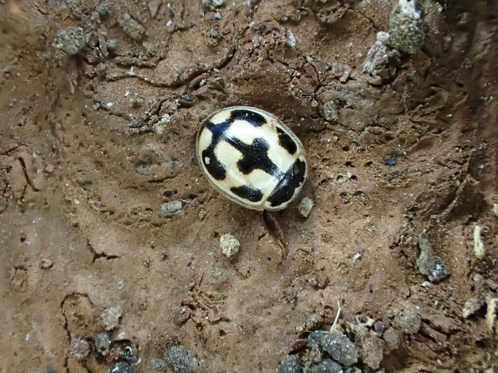 Turtle Vein Lady Beetle in December 2017 by renshuchu · iNaturalist