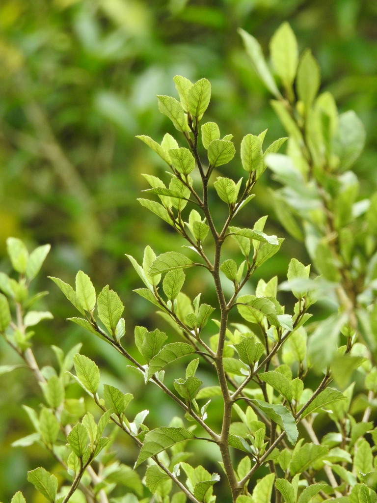 Marble leaf from Lower Buller Gorge, New Zealand on July 8, 2023 at 01: ...