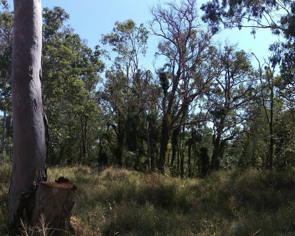 Catclaw vine from Boompa QLD 4621, Australia on September 19, 2017 at ...