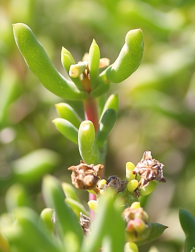 Karoo Sheepfig (Delosperma subincanum) - Botanical Realm
