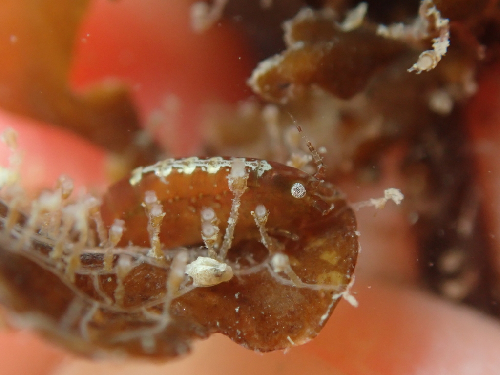 Hyalidae from Auckland, New Zealand on July 3, 2023 at 12:38 PM by ...