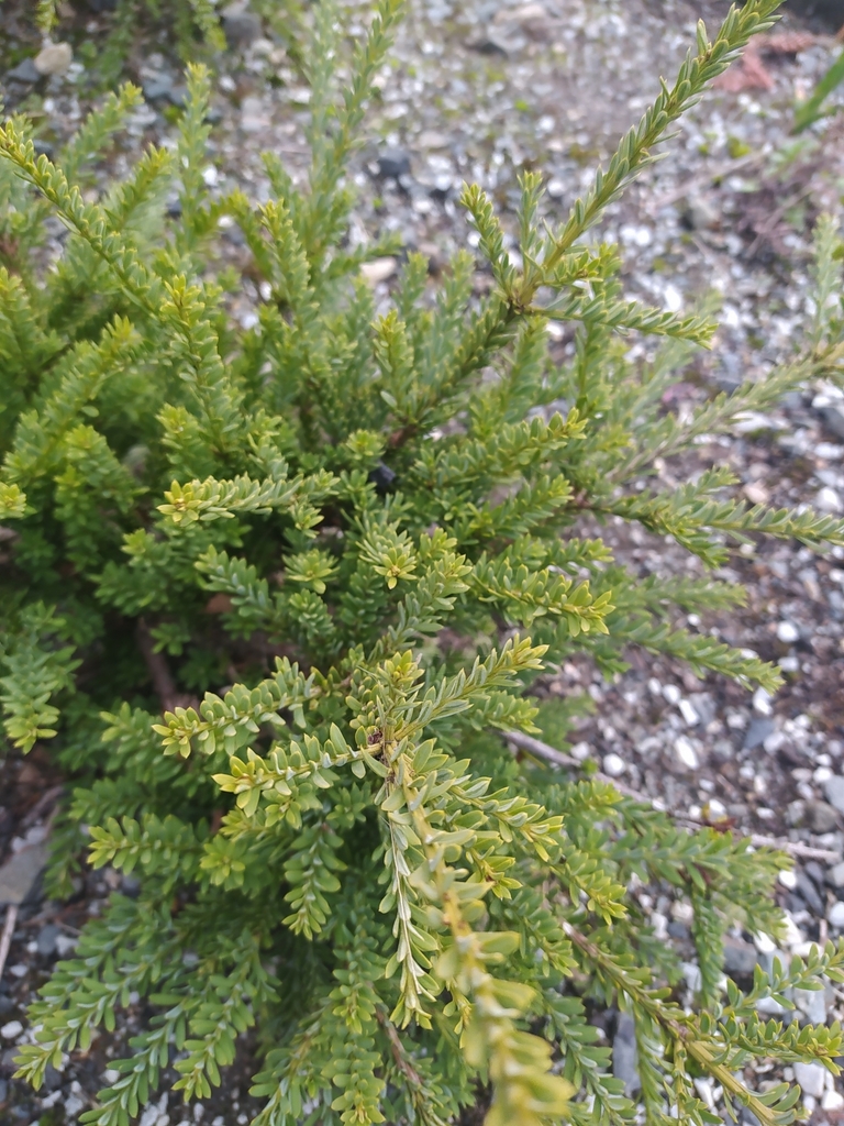 snow totara from North East Valley, Dunedin 9010, Nouvelle-Zélande on ...