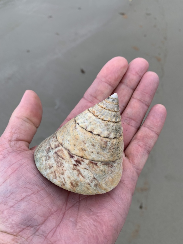 Commercial Top Shell from South Pacific Ocean, Cape Tribulation, QLD ...