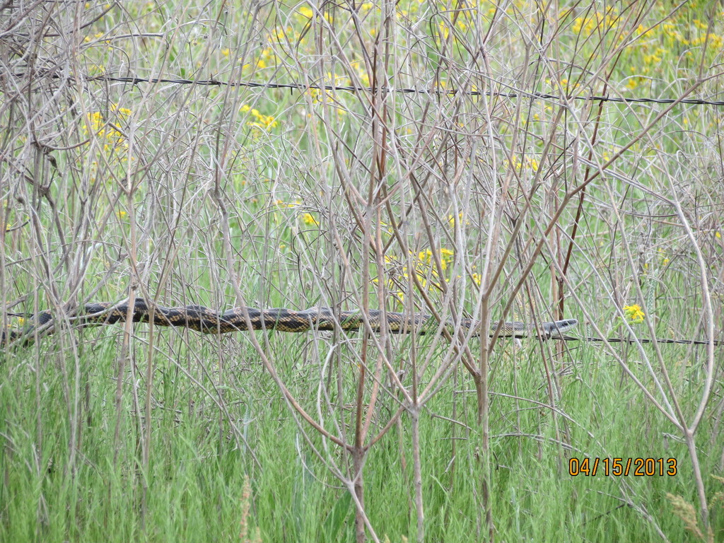 Western Ratsnake from Milano, Tx. on April 15, 2013 by janwise. Snake ...