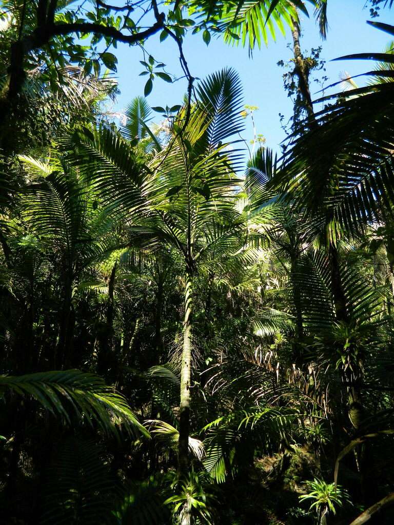 sierra palm from Mameyes II, Río Grande 00745, Puerto Rico on February ...