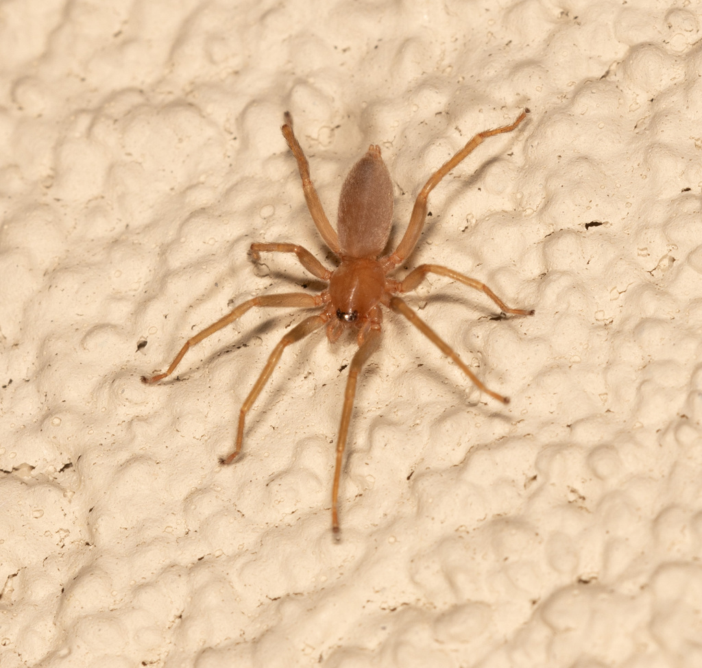 Giant Goblin Spiders from Ridgeway TAS 7054, Australia on July 7, 2023 ...