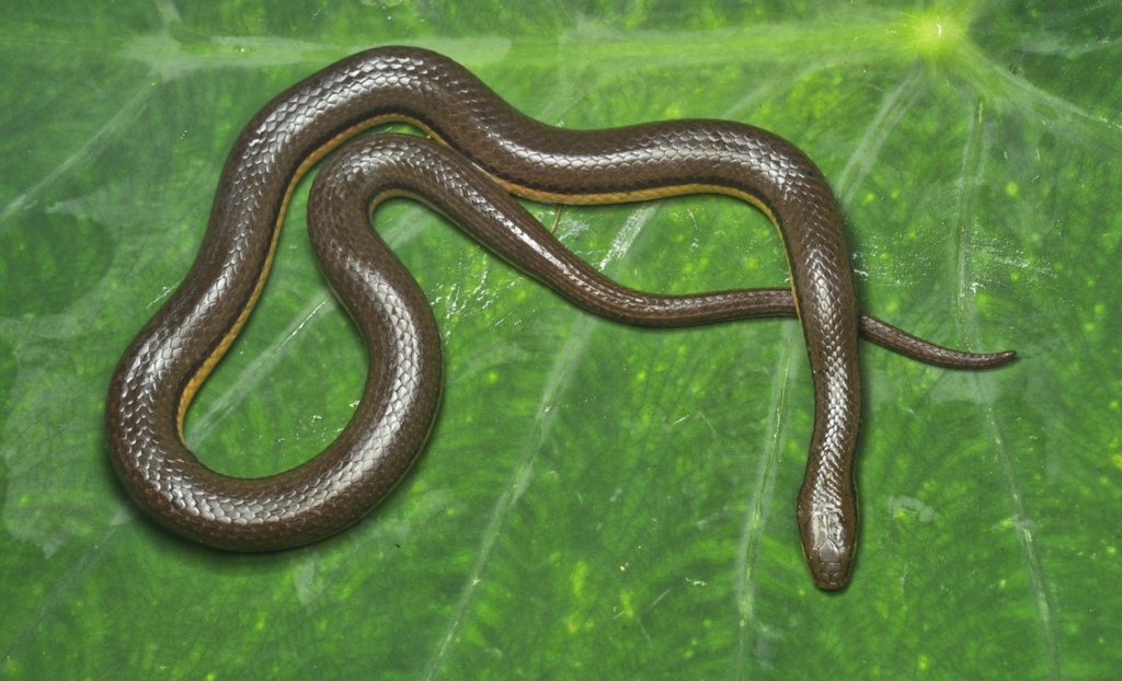 Bicoloured Stream Snake from 城南腾达二路5号铺, 珠海市, 广东省, CN on July 2, 2023 at ...