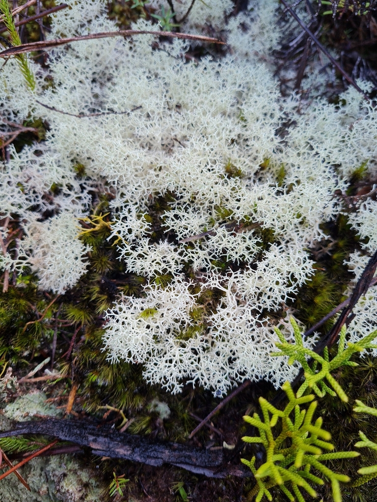 Fuzzy Reindeer Lichen from 3579, New Zealand on July 6, 2023 at 10:48 ...