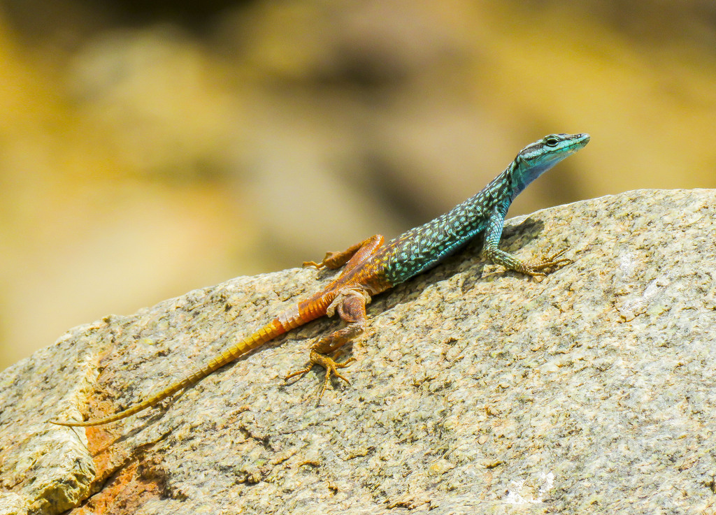 Karasburg Flat Lizard from Namakwa, Südafrika on January 15, 2020 at 12 ...